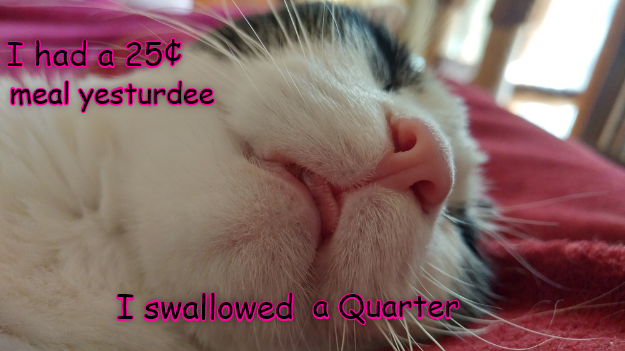 Happy Meal Bargain? - Lolcats - lol | cat memes | funny cats | funny ...