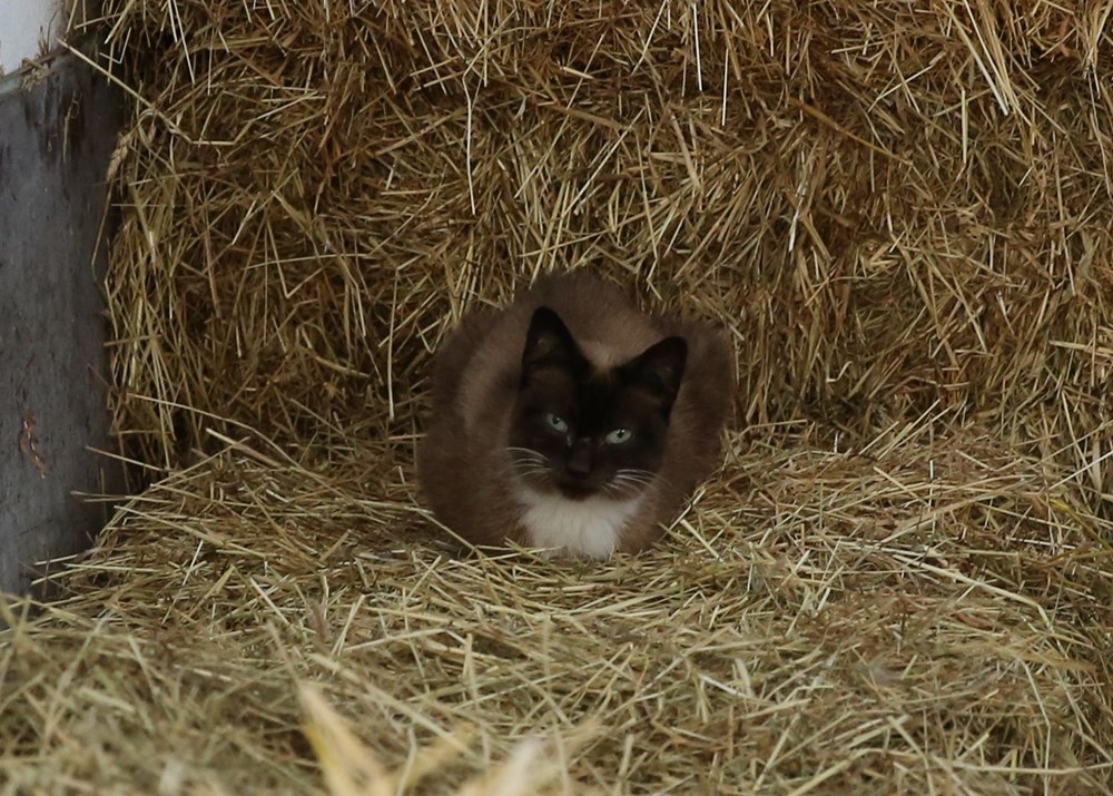 Beauty in the Straw - Cats N' Kittens - Cat Pictures - Cute Kittens