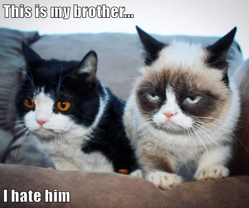 This is my brother... I hate him - Lolcats - lol | cat memes | funny ...