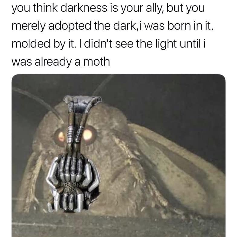 Memebase - moth - All Your Memes In Our Base - Funny Memes - Cheezburger