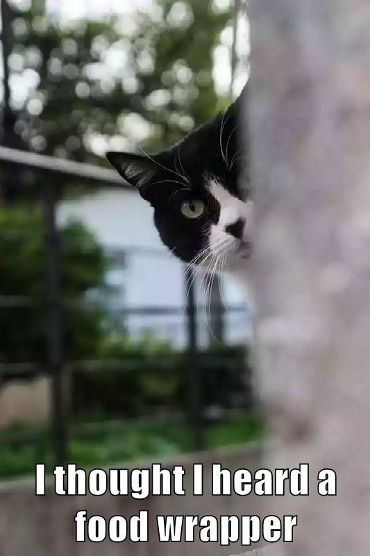 I thought I heard a food wrapper - Lolcats - lol | cat memes | funny ...