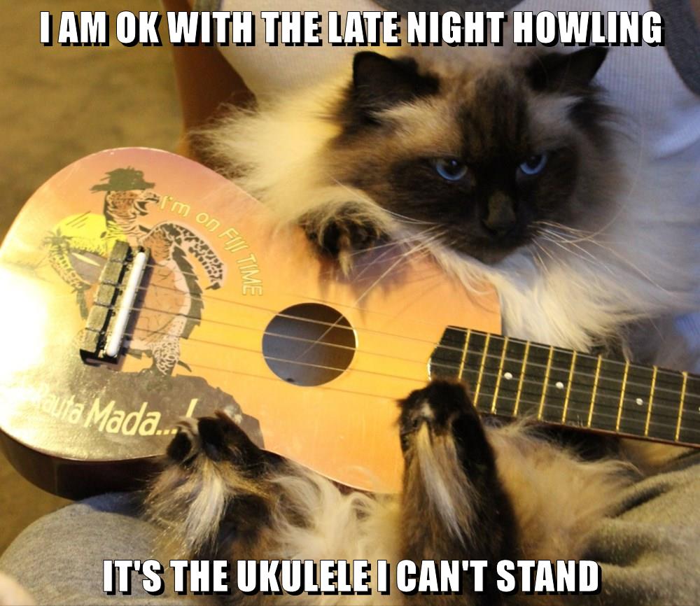 I AM OK WITH THE LATE NIGHT HOWLING - Lolcats - lol | cat memes | funny ...