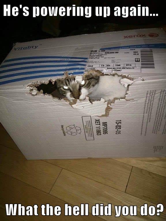 He's powering up again... - Lolcats - lol | cat memes | funny cats ...