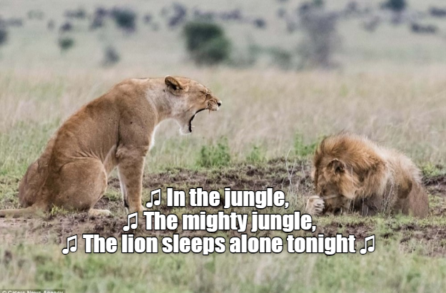 Lioness Roaring At Lion Meme