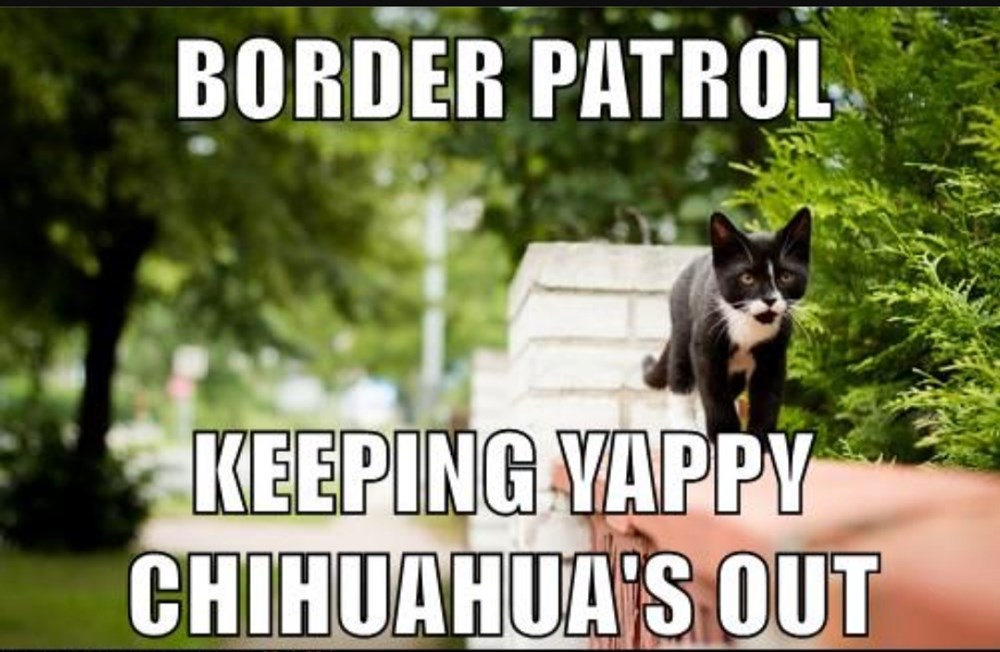 MAGA CAT - Lolcats - lol | cat memes | funny cats | funny cat pictures ...