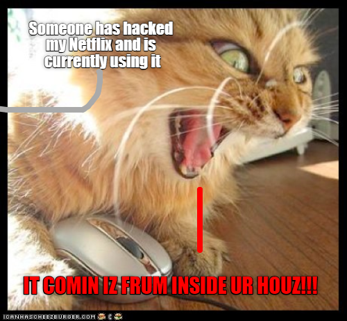 When a stranger logs in - Lolcats - lol | cat memes | funny cats ...
