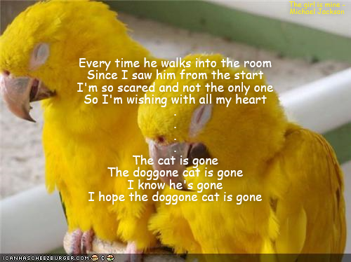 The Cat Is Gone - Animal Comedy - Animal Comedy, funny animals, animal gifs