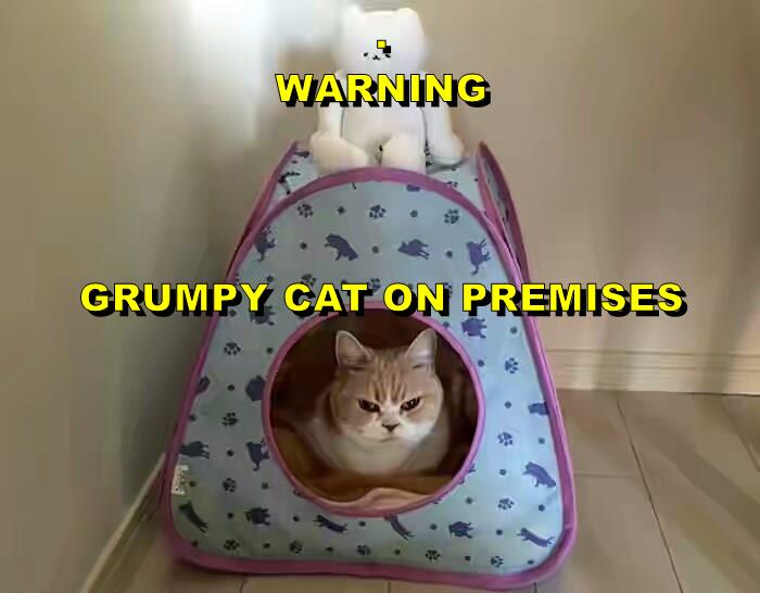 WARNING GRUMPY CAT ON PREMISES - Lolcats - lol | cat memes | funny cats | funny cat pictures ...