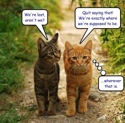 We're lost, aren't we? - Lolcats - lol | cat memes | funny cats | funny ...