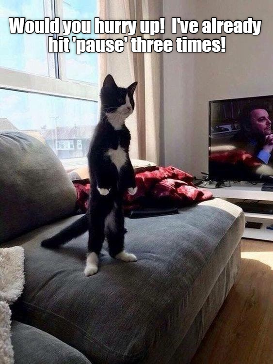 Hurry up! - Lolcats - lol | cat memes | funny cats | funny cat pictures ...