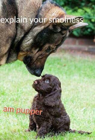 Heckin Smol Boi - Memebase - Funny Memes