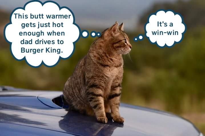 It's a win-win - Lolcats - lol | cat memes | funny cats | funny cat ...