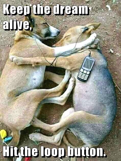 Keep the dream alive, Hit the loop button. - I Has A Hotdog - Dog ...