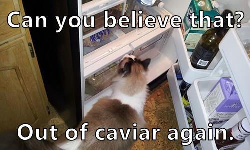 Can you believe that? Out of caviar again. - Lolcats - lol | cat memes ...