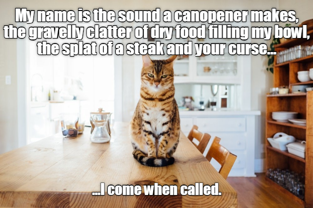 Speak of the cat, too... - Lolcats - lol | cat memes | funny cats ...