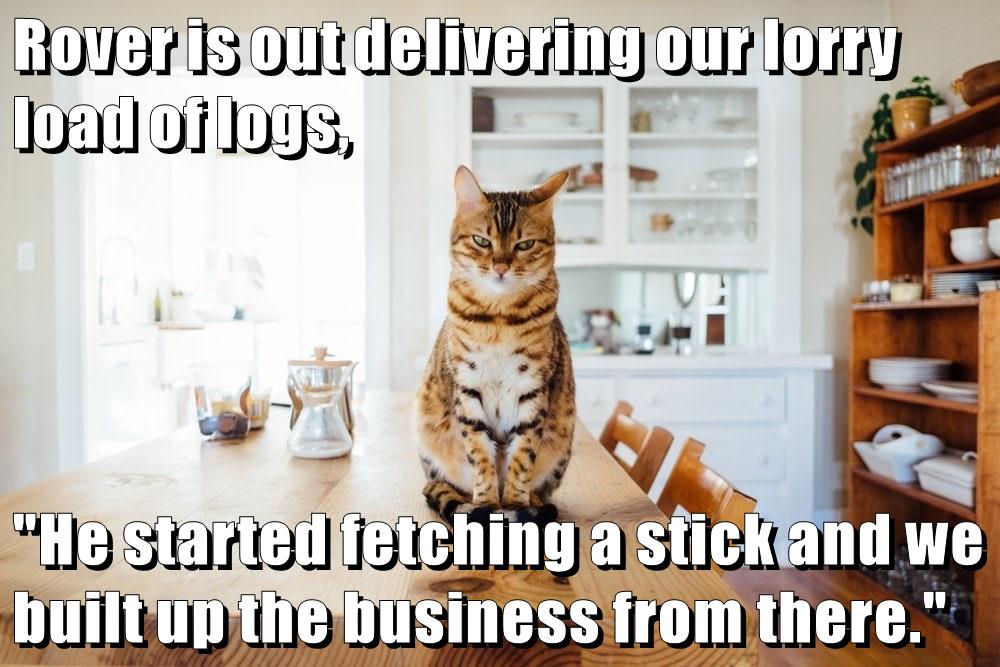 "He started fetching a stick..." - Lolcats - lol | cat memes | funny ...