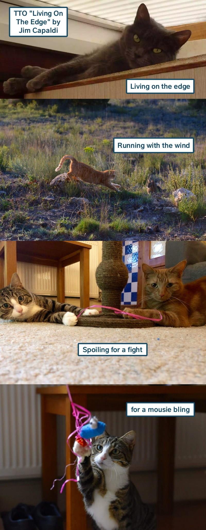 TTO "Living On The Edge" by Jim Capaldi - Lolcats - lol | cat memes ...