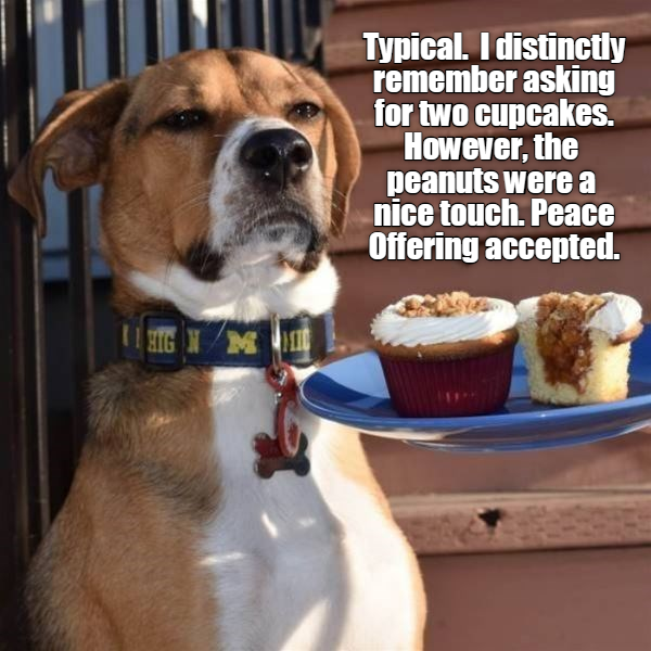 Peace offering accepted - I Has A Hotdog - Dog Pictures - Funny ...