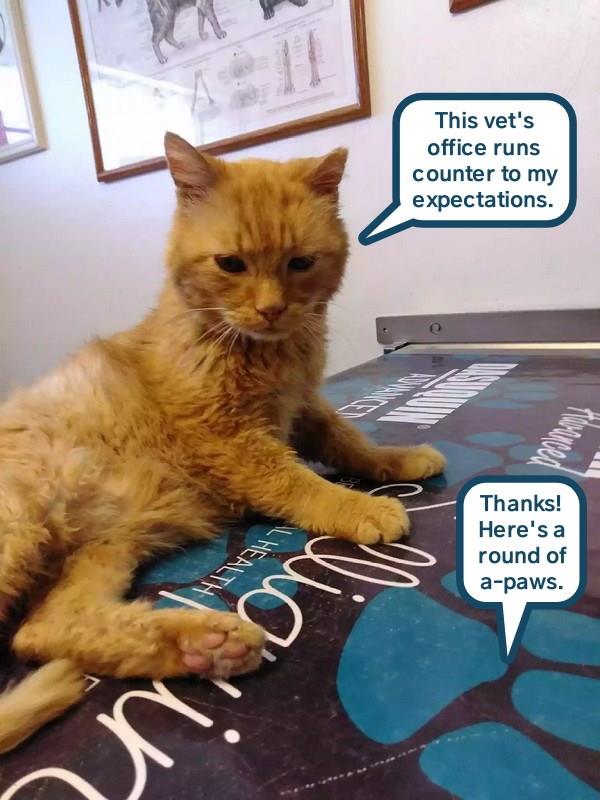 Dire predictions overblown - Lolcats - lol | cat memes | funny cats ...
