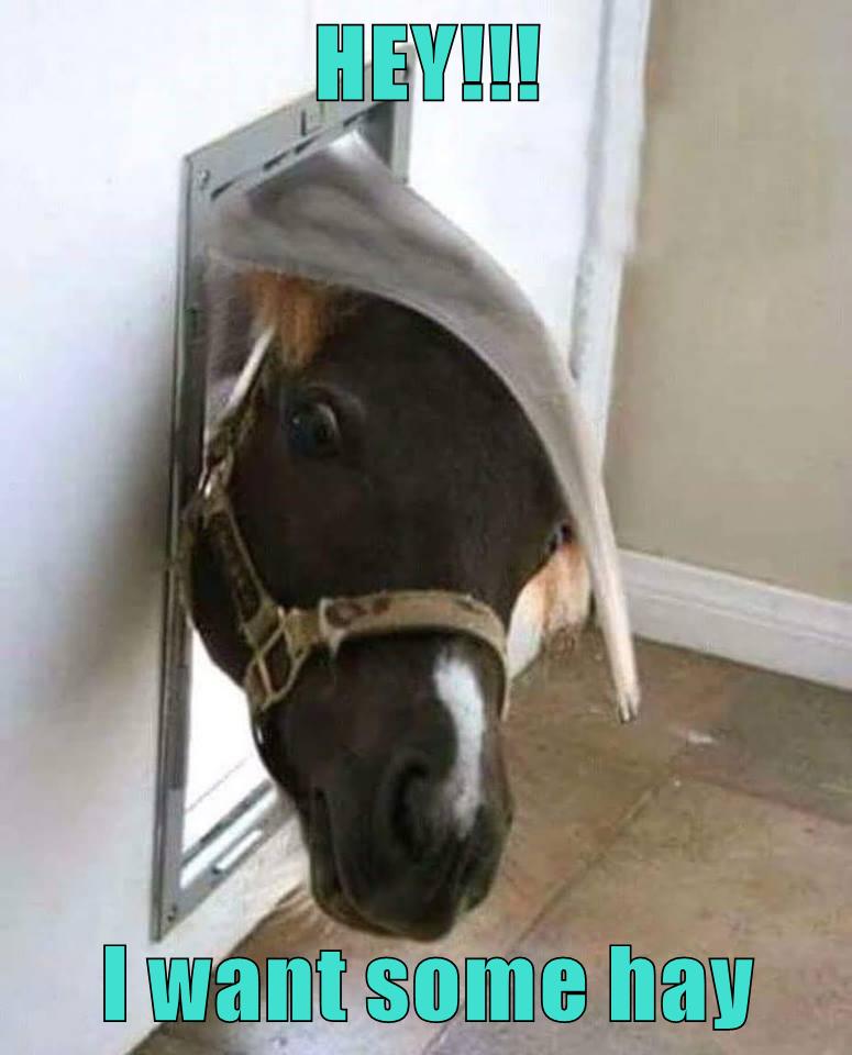 HEY!!! - Animal Comedy - Animal Comedy, funny animals, animal gifs