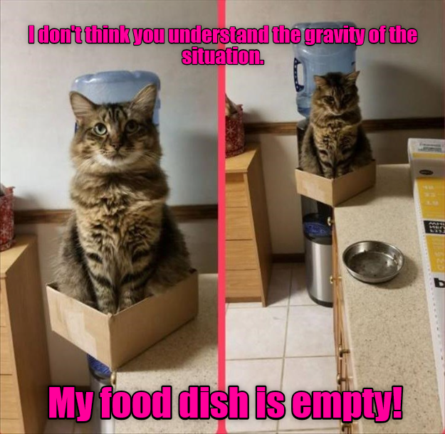 What is this gravity you speak of? - Lolcats - lol | cat memes | funny ...