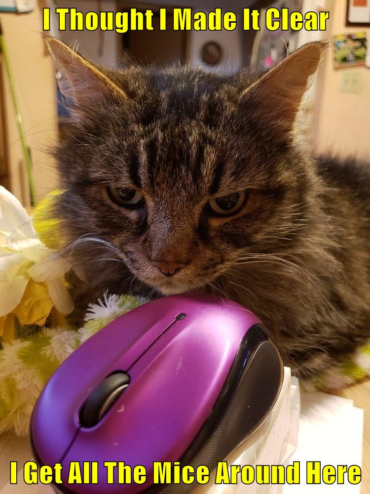 I Get All The Mice Around Here - Lolcats - lol | cat memes | funny cats ...
