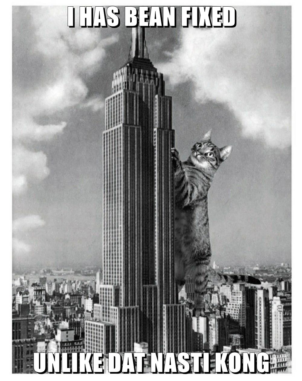 I HAS BEAN FIXED UNLIKE DAT NASTI KONG - Lolcats - lol | cat memes ...