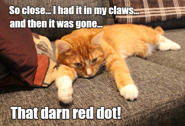 Oh the frustration - Lolcats - lol | cat memes | funny cats | funny cat ...