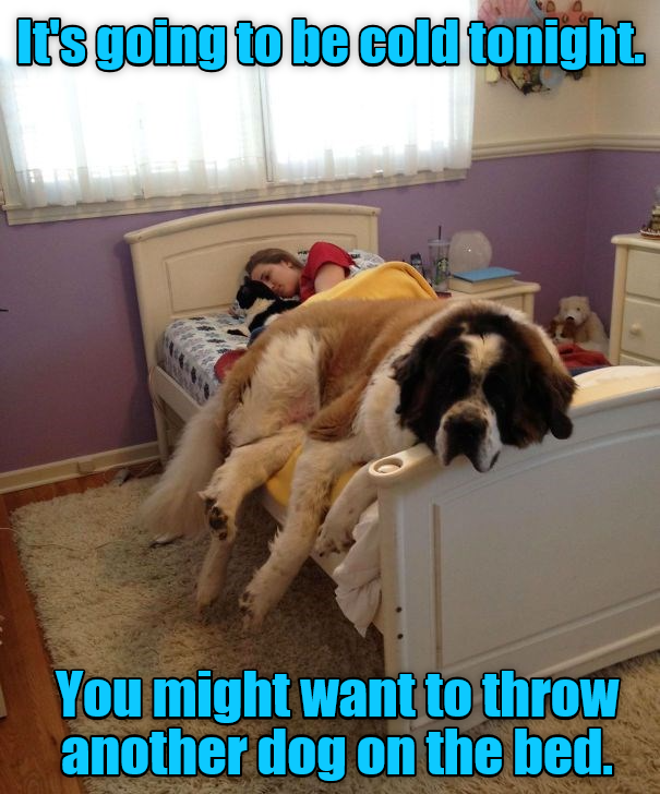 Three Dog Night - I Has A Hotdog - Dog Pictures - Funny pictures of ...