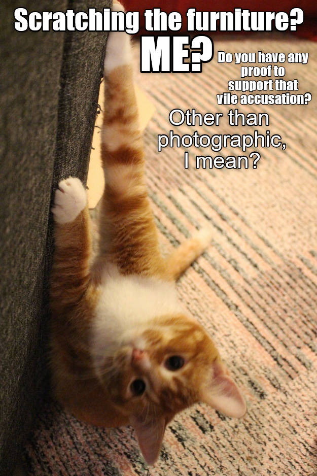 Innocent until proven guilty - Lolcats - lol | cat memes | funny cats ...