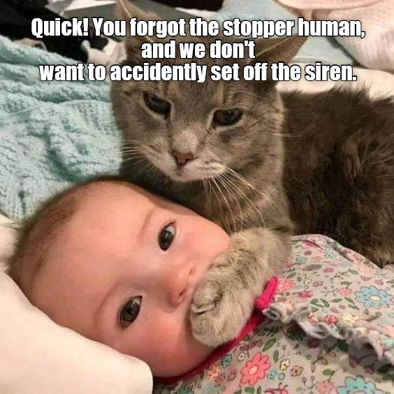 Quick! Where is the plug? - Lolcats - lol | cat memes | funny cats ...