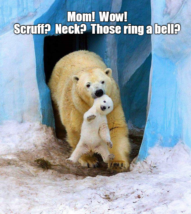 Mom! - Animal Comedy - Animal Comedy, funny animals, animal gifs