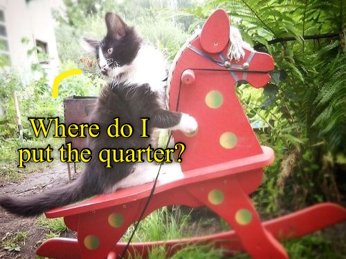 City cat visits the country. - Lolcats - lol | cat memes | funny cats ...
