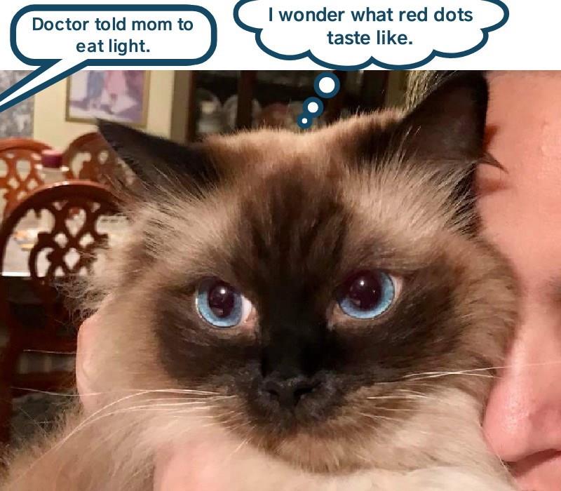 Interesting diet - Lolcats - lol | cat memes | funny cats | funny cat ...