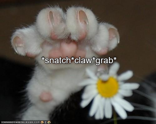 *snatch*claw*grab* and possibly *nom*gulp*barf* - Lolcats - lol | cat ...