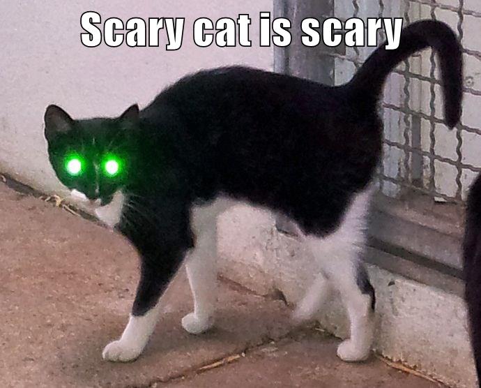 Scary cat is scary - Lolcats - lol | cat memes | funny cats | funny cat pictures with words on ...