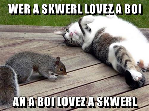 Love song - Animal Comedy - Animal Comedy, funny animals, animal gifs