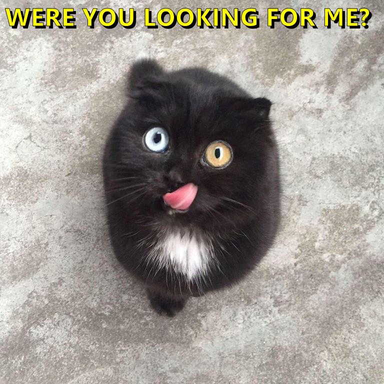 WERE YOU LOOKING FOR ME? - Cats N' Kittens - Cat Pictures - Cute Kittens