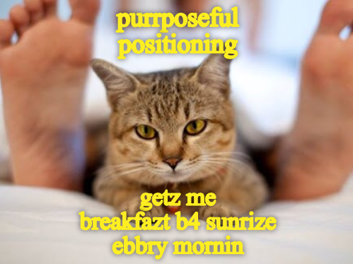 purrposeful positioning - Lolcats - lol | cat memes | funny cats ...