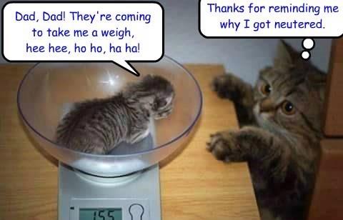 They're coming to take me a weigh! - Lolcats - lol | cat memes | funny ...