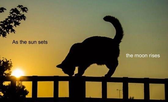 Sunrise, sunset - Lolcats - lol | cat memes | funny cats | funny cat ...