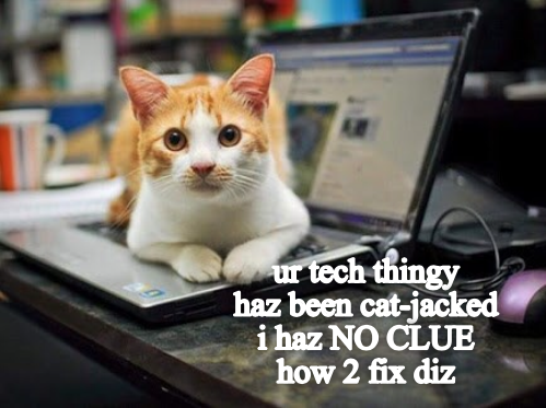 Feline security tech - Lolcats - lol | cat memes | funny cats | funny ...