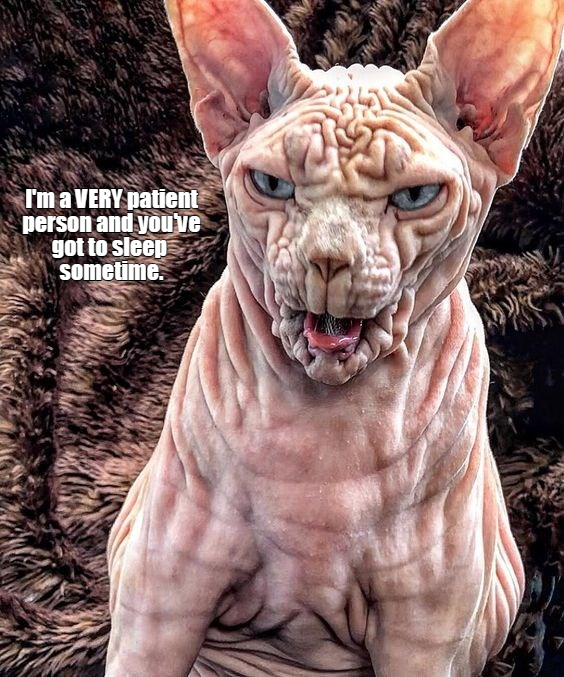 Very patient! - Lolcats - lol | cat memes | funny cats | funny cat ...