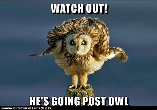 WATCH OUT! - Animal Comedy - Animal Comedy, funny animals, animal gifs