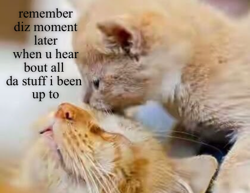 Defense prepurrashun - Lolcats - lol | cat memes | funny cats | funny ...