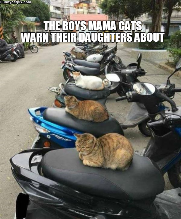Up for a ride? - Lolcats - lol | cat memes | funny cats | funny cat ...