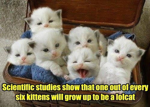 That's a lab I want to work in! - Lolcats - lol | cat memes | funny ...