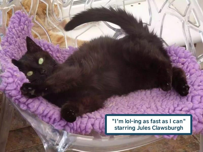 "I'm Dancing as Fast as I Can" (1982) - Lolcats - lol | cat memes ...