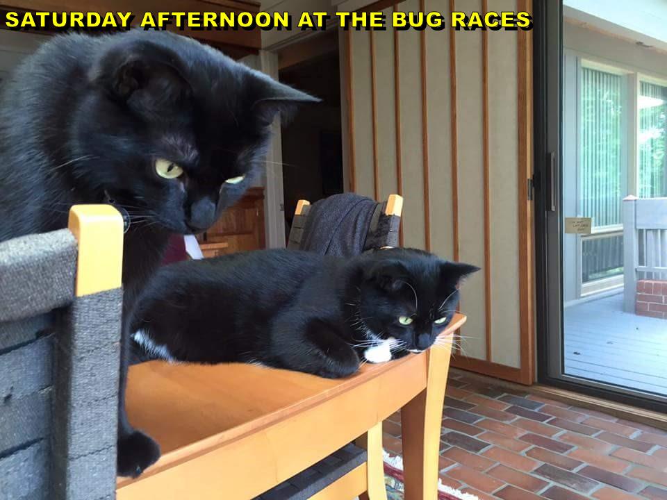 SATURDAY AFTERNOON AT THE BUG RACES - Lolcats - lol | cat memes | funny ...