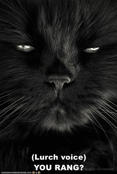 YOU RANG? - Lolcats - lol | cat memes | funny cats | funny cat pictures ...